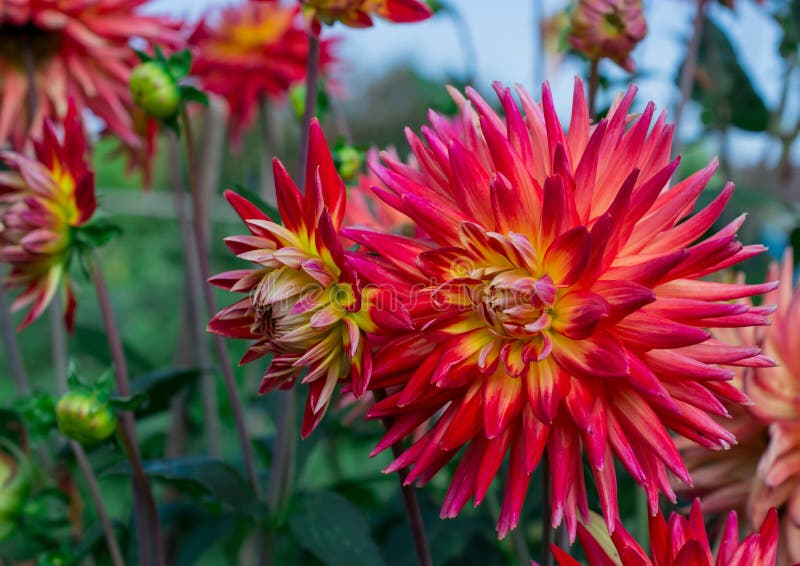 Pink Beautiful Dhalia Flower Closeup Stock Image - Image of beauty ...