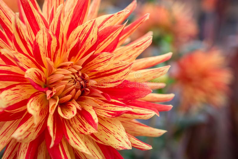 Pink Beautiful Dhalia Flower Closeup Stock Image - Image of dhalia ...