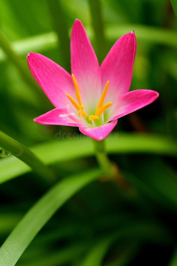 Pink Beautiful Fairy Lily in Garden. Stock Photo - Image of crocus ...