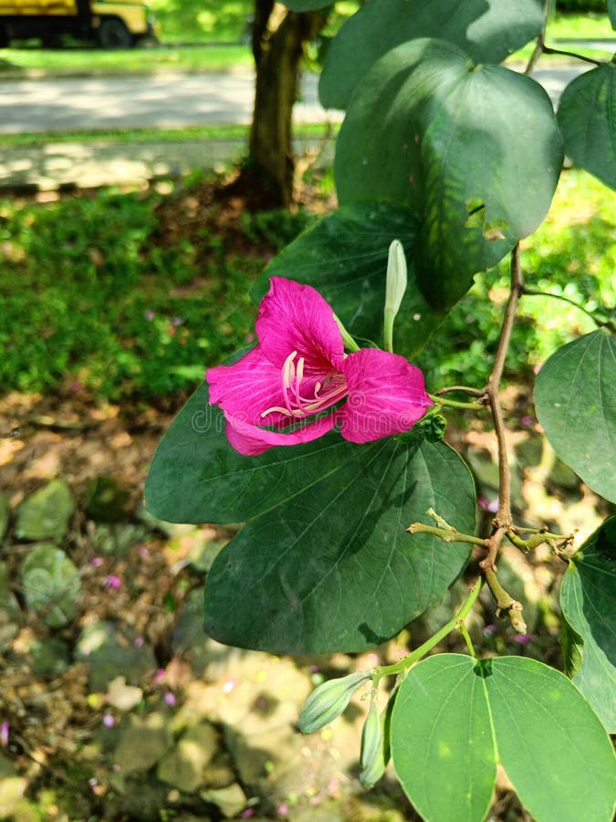 Pink Beautiful Flower Blossoms on the Road Side Stock Image - Image of ...