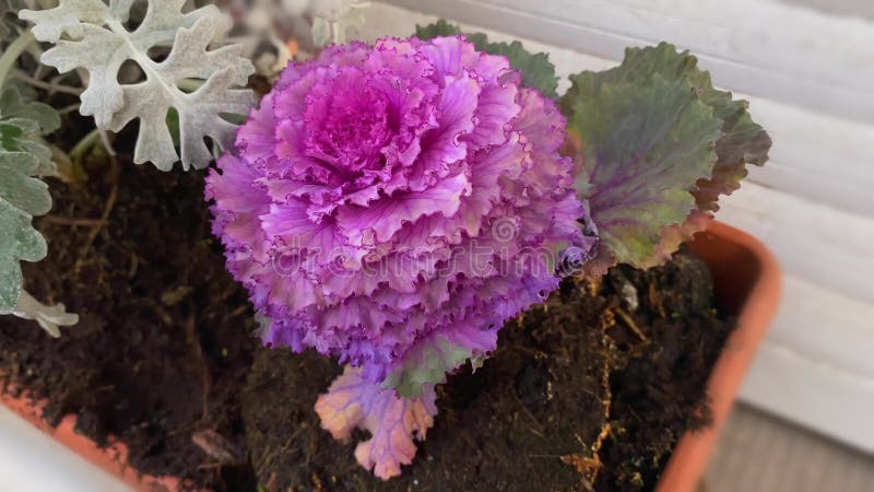 Pink Beautiful Flower Shot from Different Angles Stock Footage - Video ...