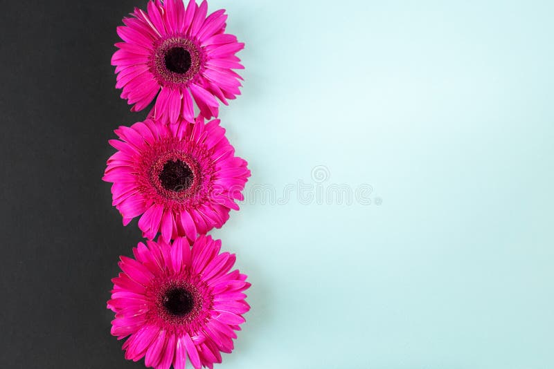 Pink Beautiful Flowers on a Mint Background. Copy Space.Minimal Style ...