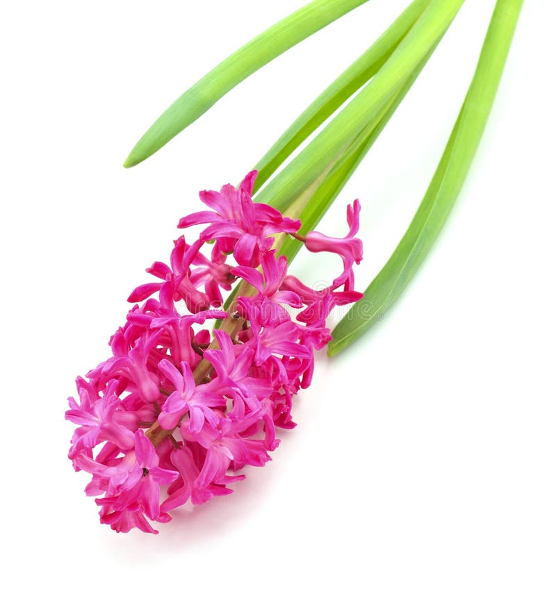 Pink beautiful hyacinth stock image. Image of single - 272206059
