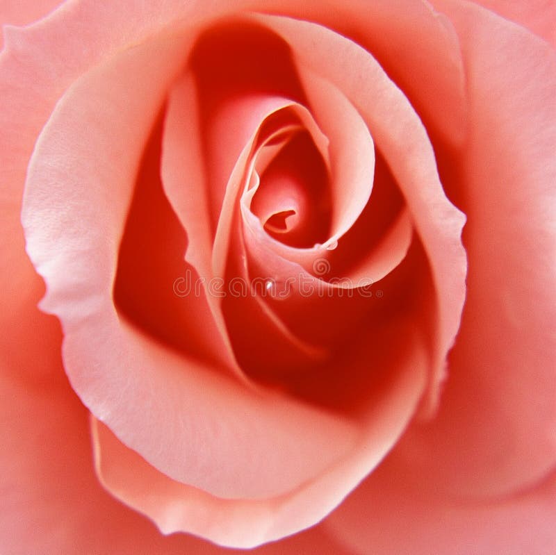 Pink Beauty stock photo. Image of sensual, intimate, nature - 3860984