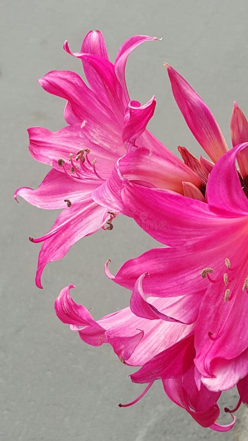 Pink Beauty stock photo. Image of pink, flower, beauty - 75112416