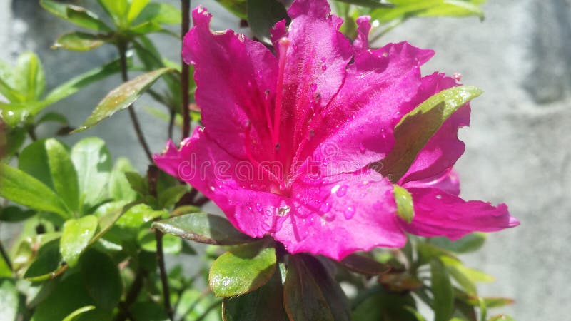 Pink beauty stock photo. Image of garden, flower, nature - 96430446