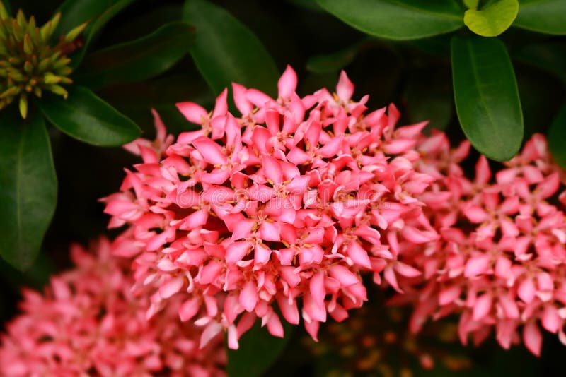 Pink beauty stock image. Image of colorful, bright, macro - 145779525