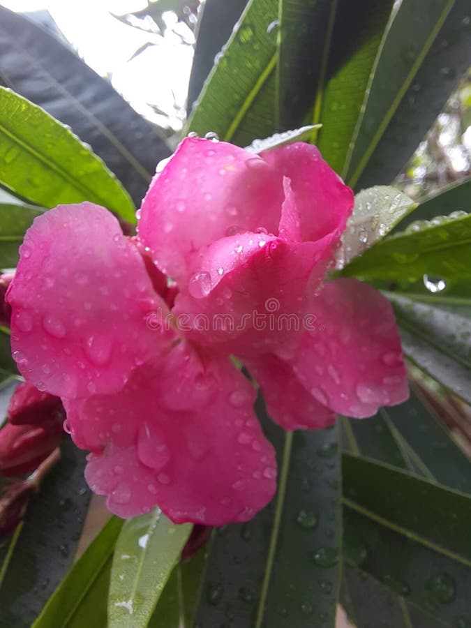 When Pink Beauty Showers with Rain Water Stock Image - Image of plant ...