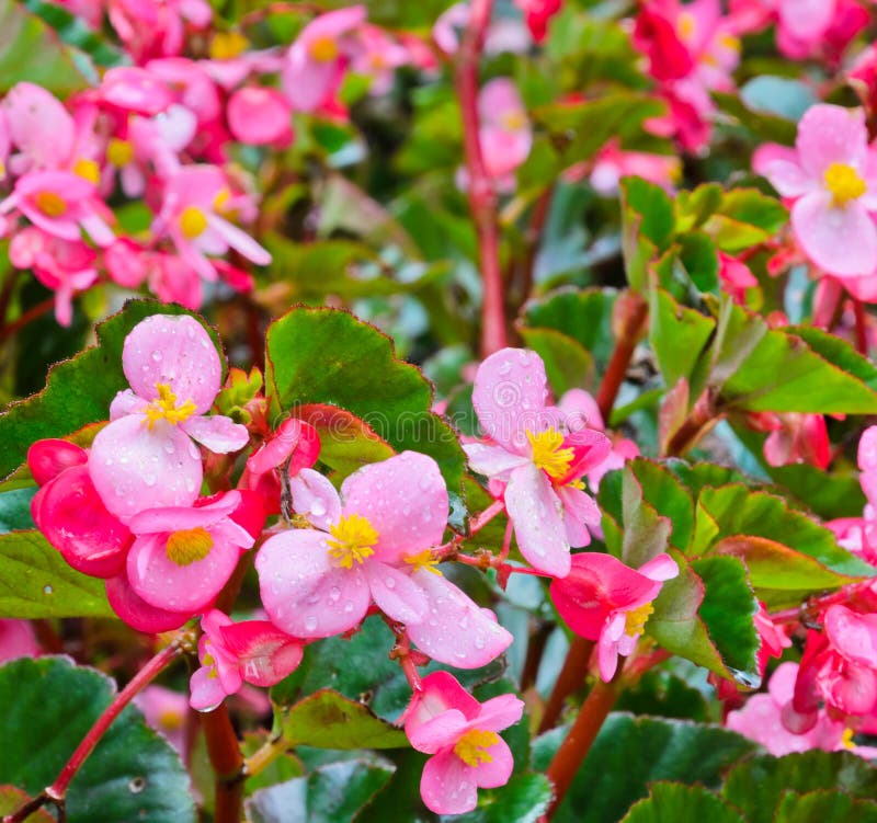 Pink Begonia blossom stock photo. Image of water, beauty - 32716820