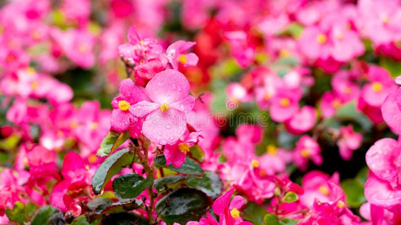 Begonias in the rain drops stock photo. Image of collected - 100444258
