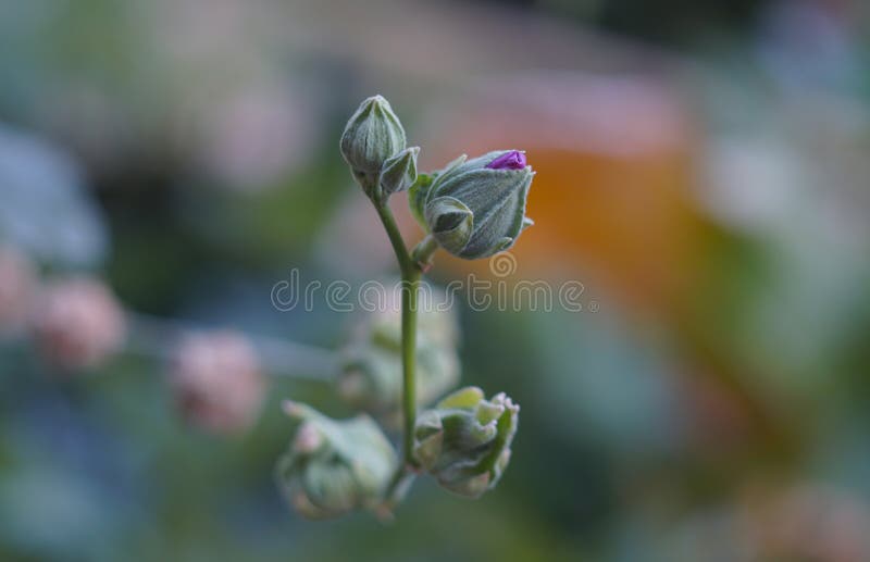 Pink bell flower buds stock photo. Image of white, nature - 322591586