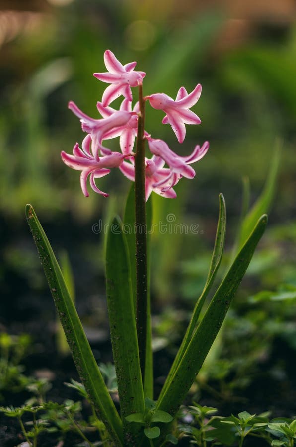 Pink Bell Flower in the Green Garden Stock Image - Image of fresh ...