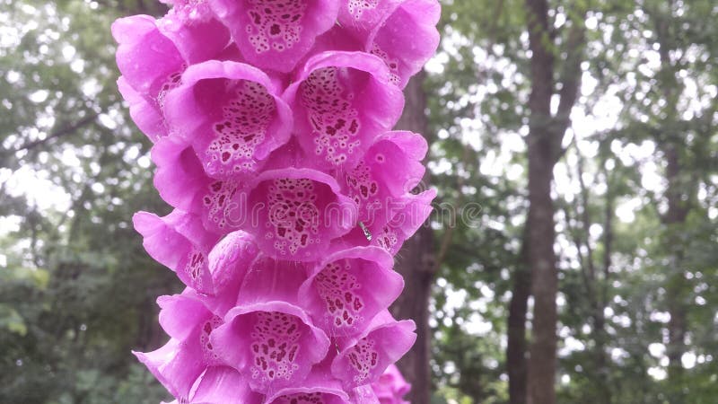 Pink bell flowers stock photo. Image of nature, pink - 93876724