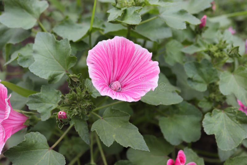Pink bell in the garden stock image. Image of grass - 121430987
