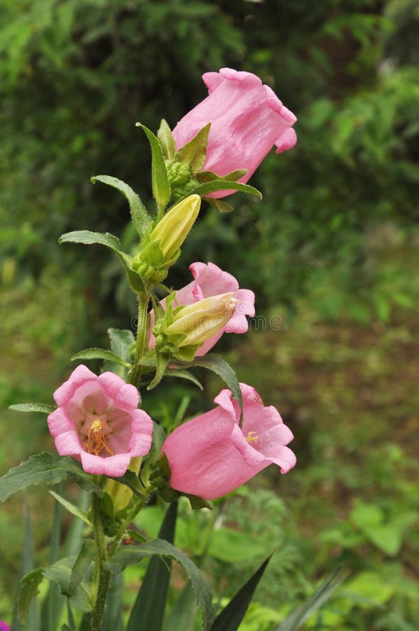 Pink bell stock image. Image of lawn, plant, long, flower - 42362747