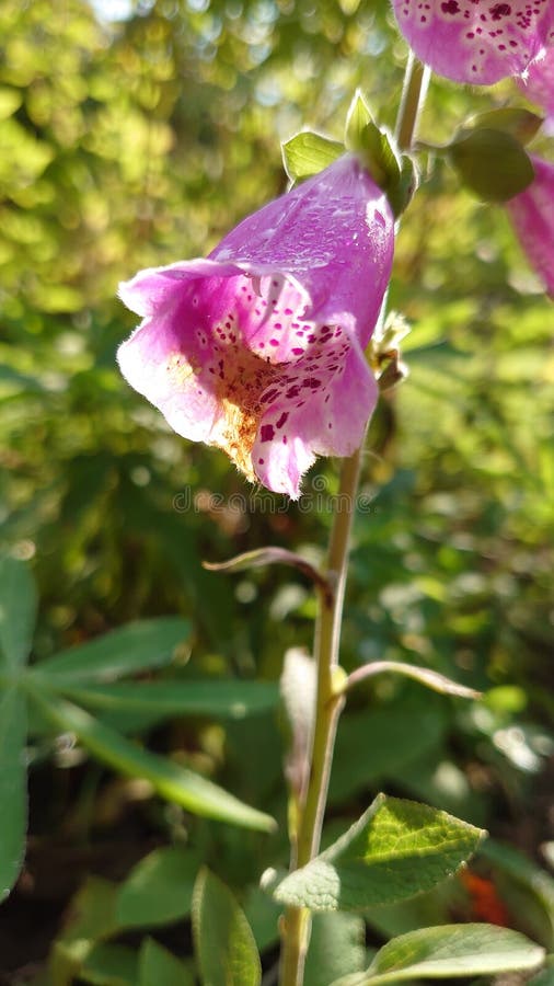 Pink bell heather flowers stock image. Image of stamen - 7291269
