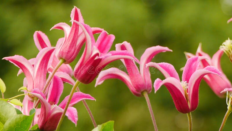 Pink Bell-Shaped Clematis Flowers Stock Photo - Image of flowers ...
