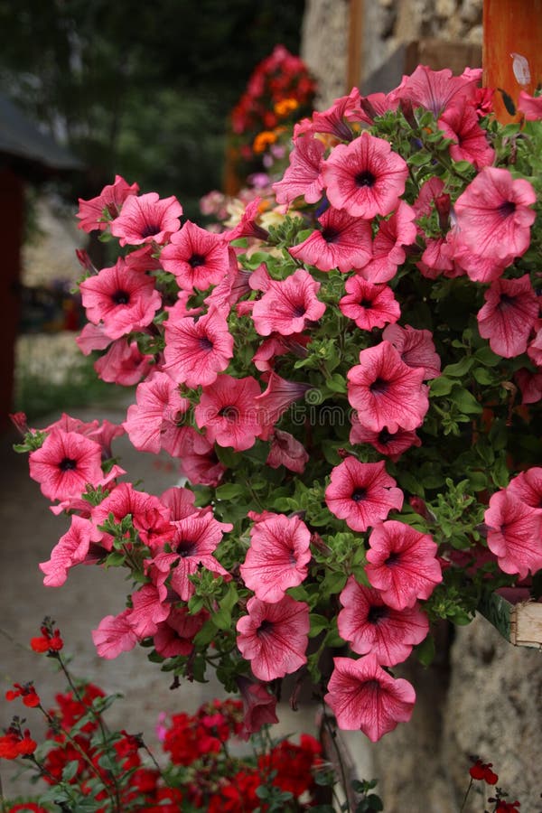 Pink bell-shaped flowers stock image. Image of blooming - 249629167