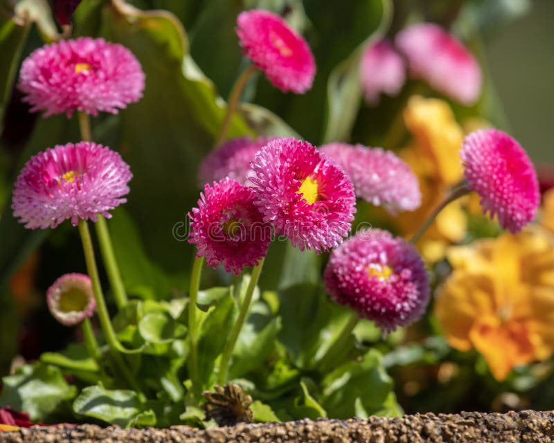 Pink Bellia Perennis Daisies Stock Photo - Image of stunning, detail ...