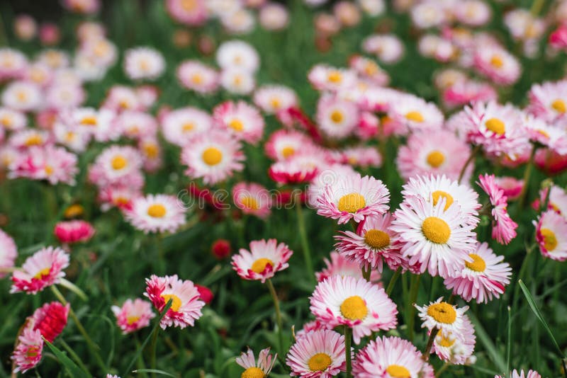 Pink Bellis Flowers in Spring Summer in the Garden Stock Image - Image ...