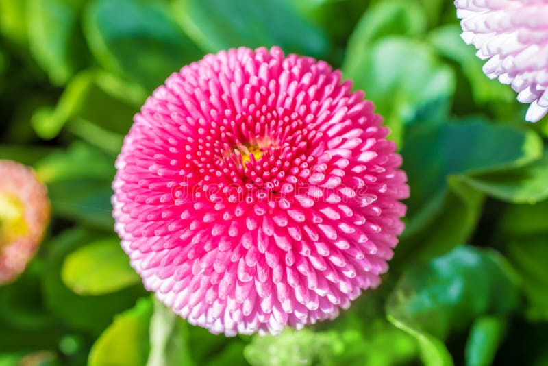 Pink Bellis in Full Inflorescence Stock Photo - Image of botany, head ...