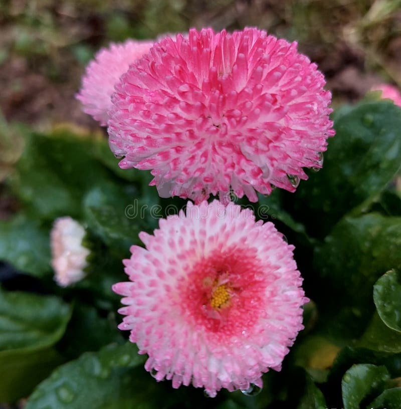 Pink Bellis Hybrid Asteraceae Flowering Plant Stock Photos - Free ...