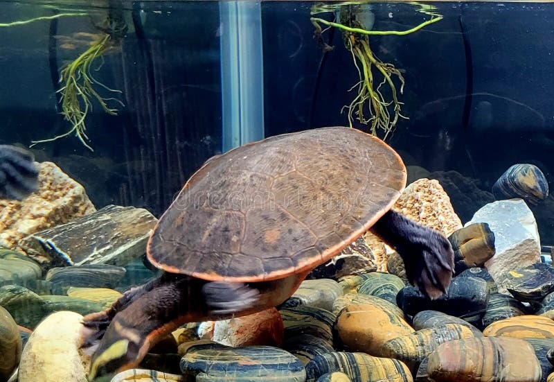 Pink Belly Side Neck Turtle Stock Image - Image of neck, tortoise ...