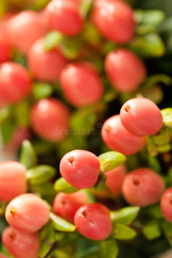 Pink berries stock photo. Image of beautiful, decoration - 22438314