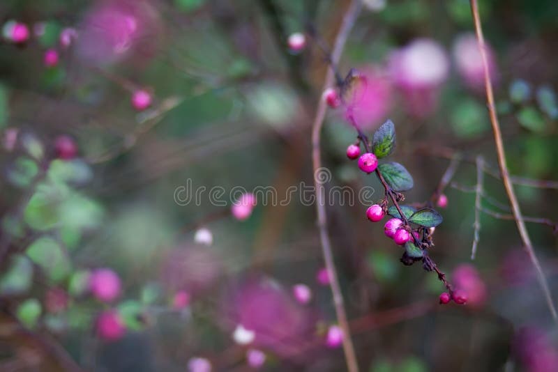 Pink berries stock photo. Image of tree, shrub, boscage - 83216486