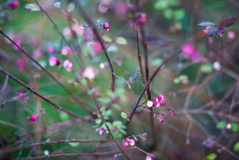 Pink berries stock image. Image of boscage, nature, foliage - 83218559