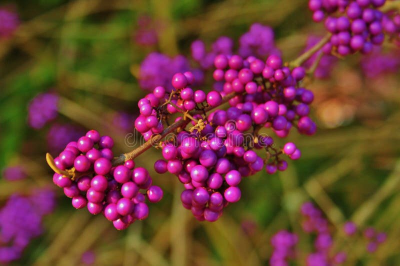 Pink berries close-up stock image. Image of close, lilac - 174839643