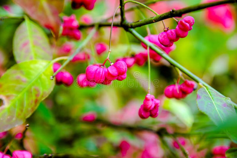 Pink Berries of the Spindle Tree Stock Image - Image of frame, forest ...