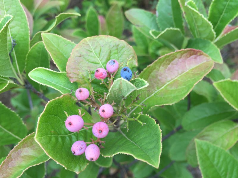 Pink berries on a bush stock image. Image of bodinieri - 104874853