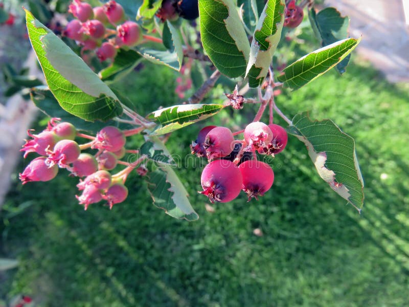 Pink berries on the tree stock photo. Image of bush - 119514148