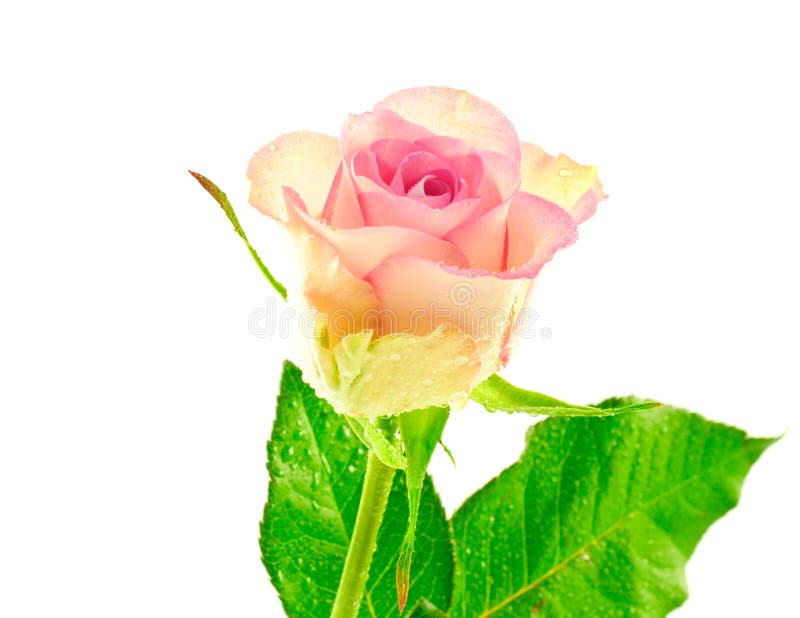 Pink Bicolor Rose Single Close-Up Stock Image - Image of fresh, retail ...