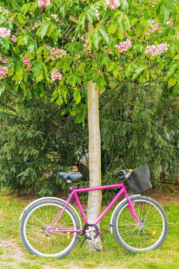 Bicycle Under a Flamboyant Tree in Courtyard of a School Stock Photo ...