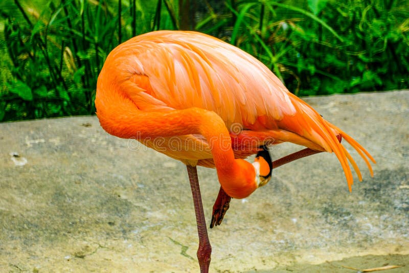 Pink Big Birds Big Flamingos. Stock Photo - Image of good, beautiful ...