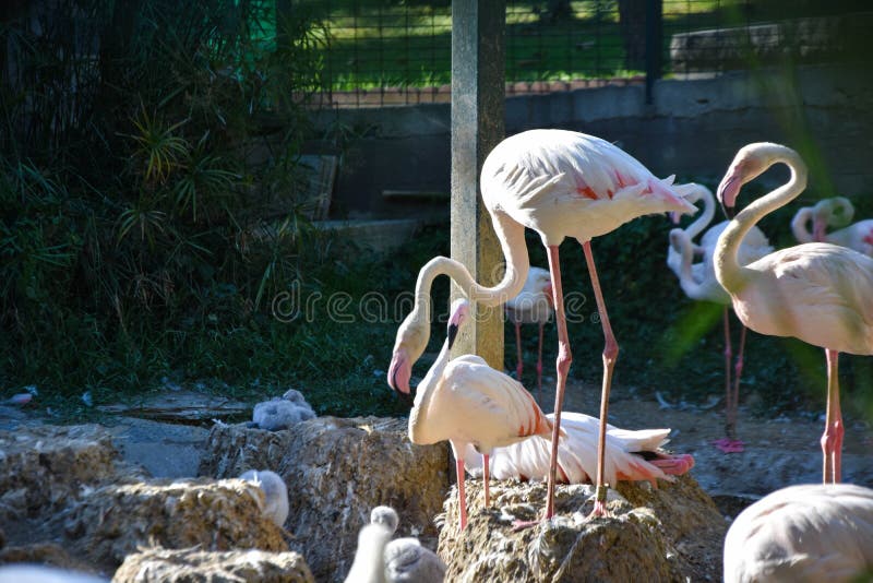 Pink Big Birds Greater Flamingos Stock Photo - Image of flamingos ...
