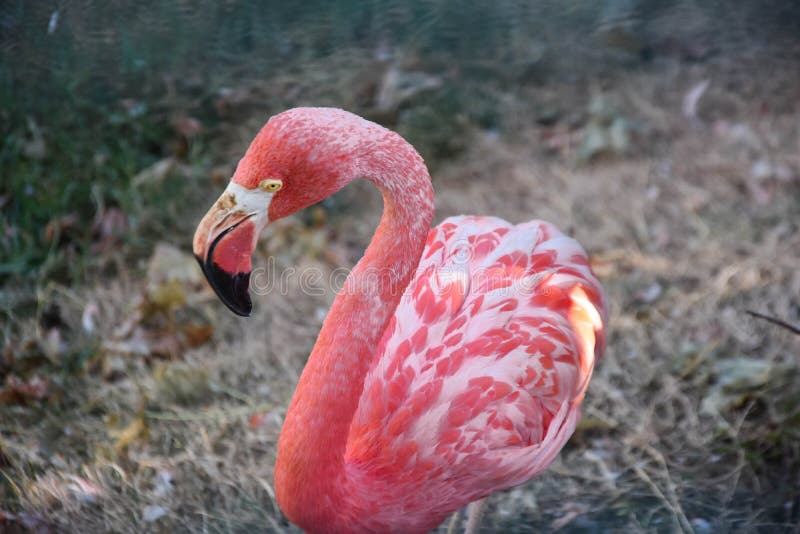 Pink Big Birds Greater Flamingos Stock Image - Image of flight, bird ...