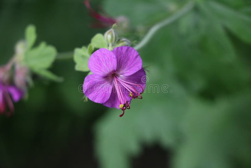 Pink Big Root Geranium Flower Close Up Stock Photo - Image of root ...