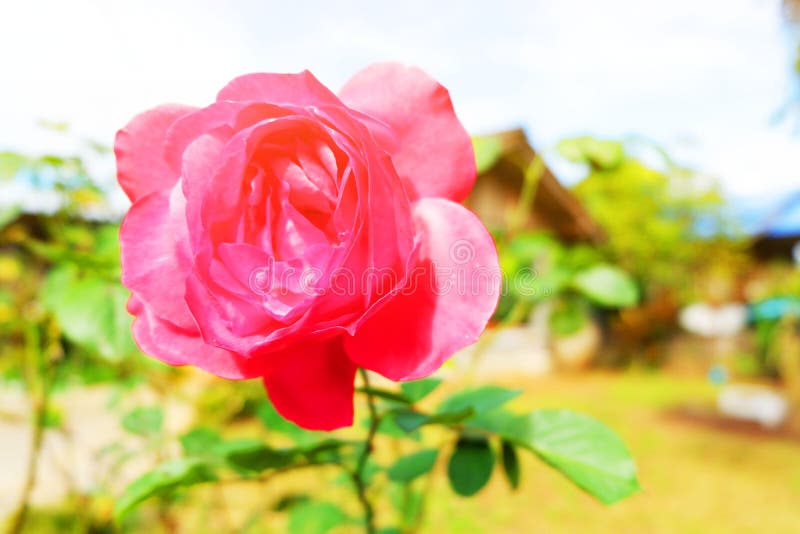 Pink Big Rose Flower in Park Stock Photo - Image of fresh, love: 189612566