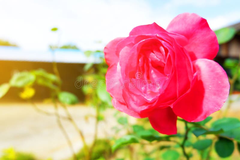 Pink Big Rose Flower in Park Stock Photo - Image of closeup, love ...