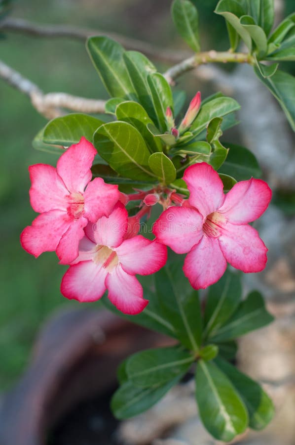 A pink bignonia tree stock photo. Image of bignonia, flower - 33012956