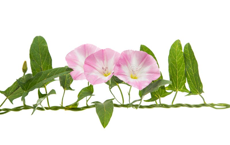 Pink bindweed isolated stock image. Image of convolvulus - 287735017