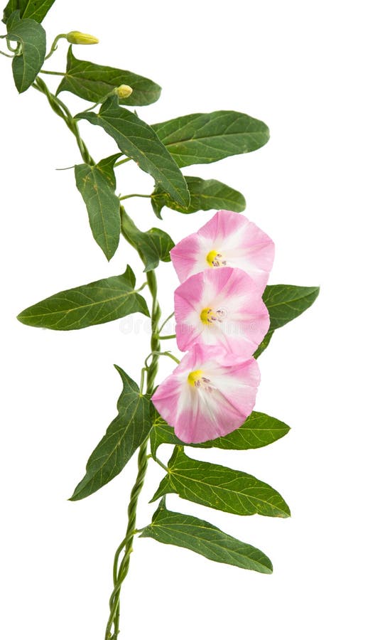 Bindweed & X28;Convolvulus Arvensis& X29; Stock Image - Image of ...