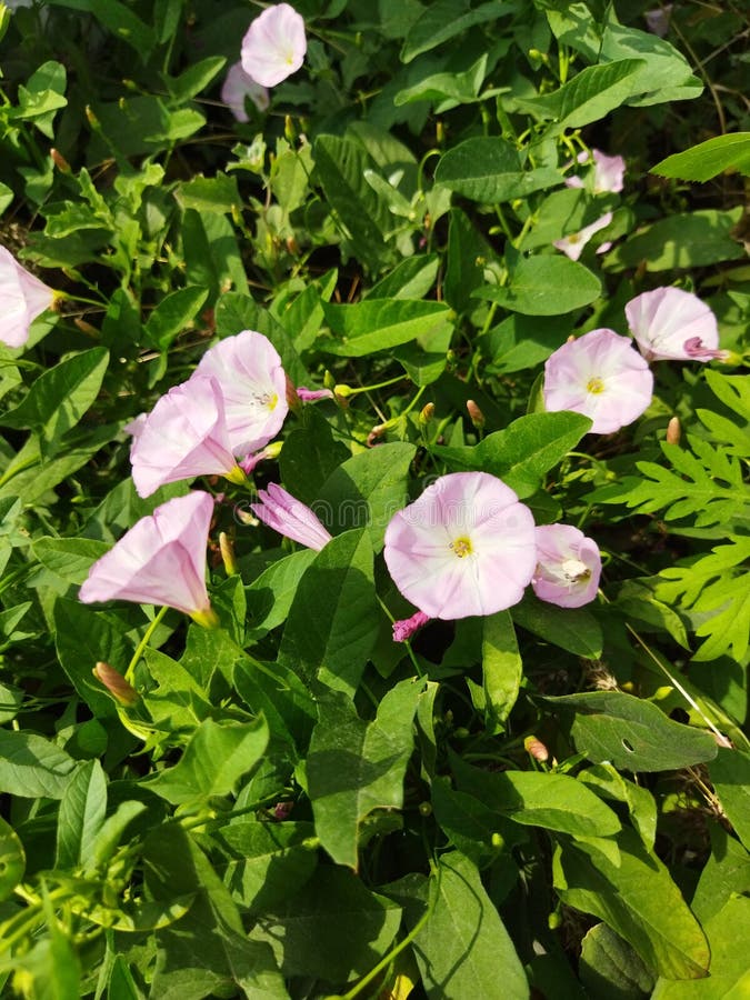 Pink Bindweed, Morning Glory Flower. Stock Photo - Image of ...