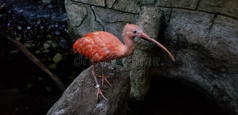 Bird alone, indian bird stock photo. Image of birdsn - 152486254