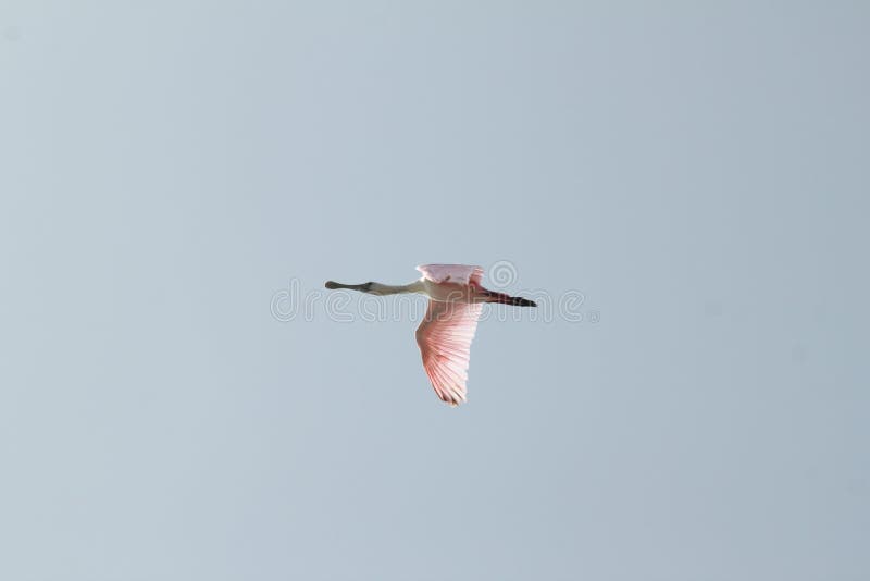 Pink bird in flight stock photo. Image of wader, reserve - 88531458