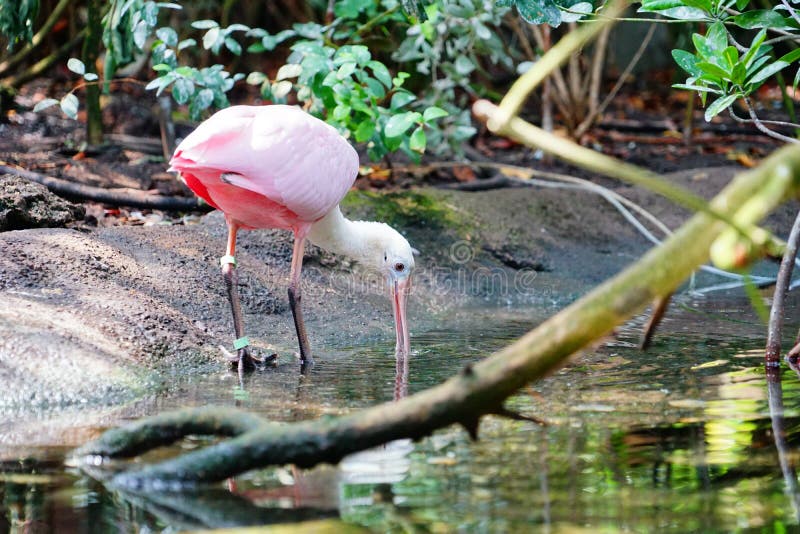 Pink Bird stock photo. Image of grass, lake, land, closeup - 100923746