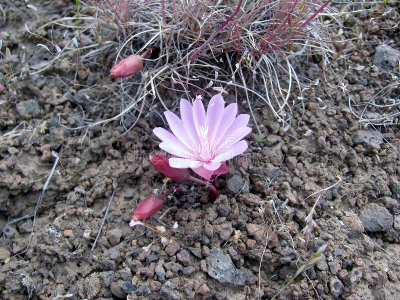 Pink Bitterroot flower stock image. Image of grassland - 94642743